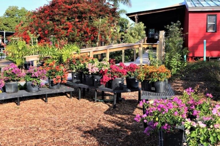 Give Me Some Privacy! The Best Plants and Shrubs for Privacy Hedges in ...