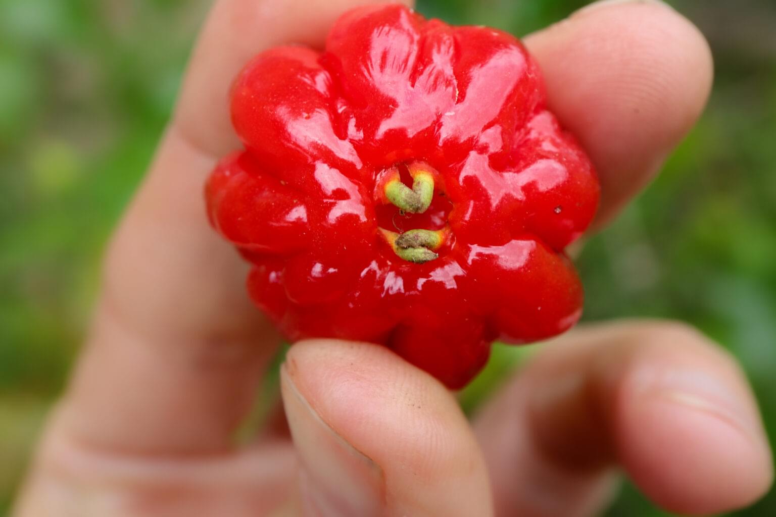 The (Tropical) Cherry on Top of Your Summer