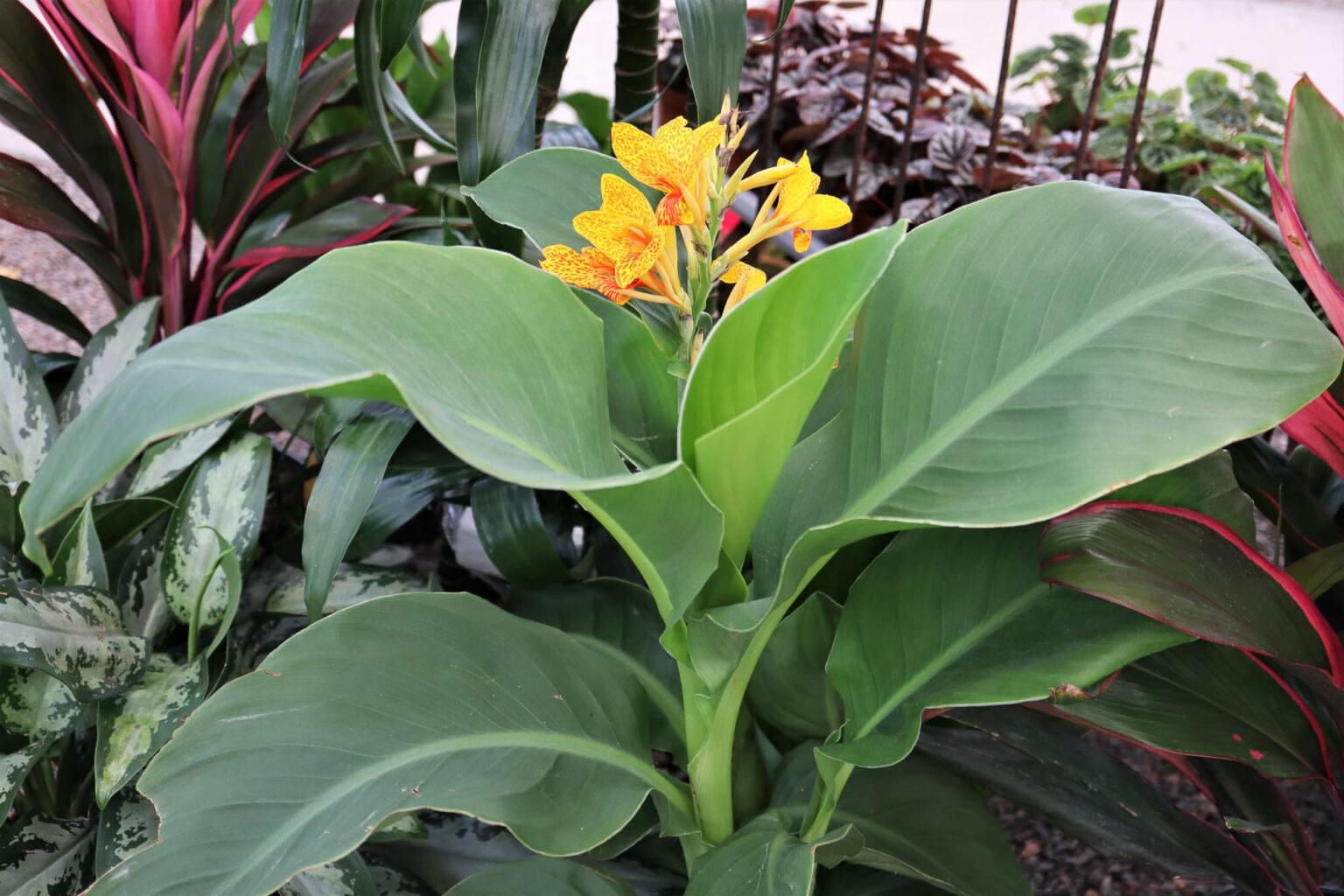 August Birth Flowers: Gladiolus, Poppy, and Florida-Friendly Alternatives