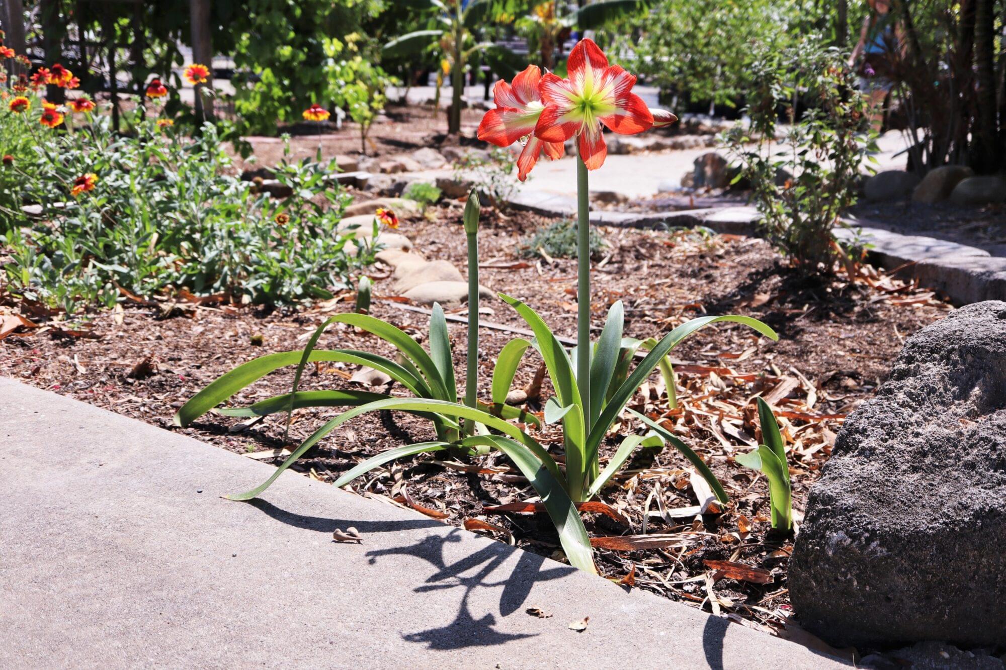 Amaryllis: The Brightest Bulb of the Season | Rockledge Gardens