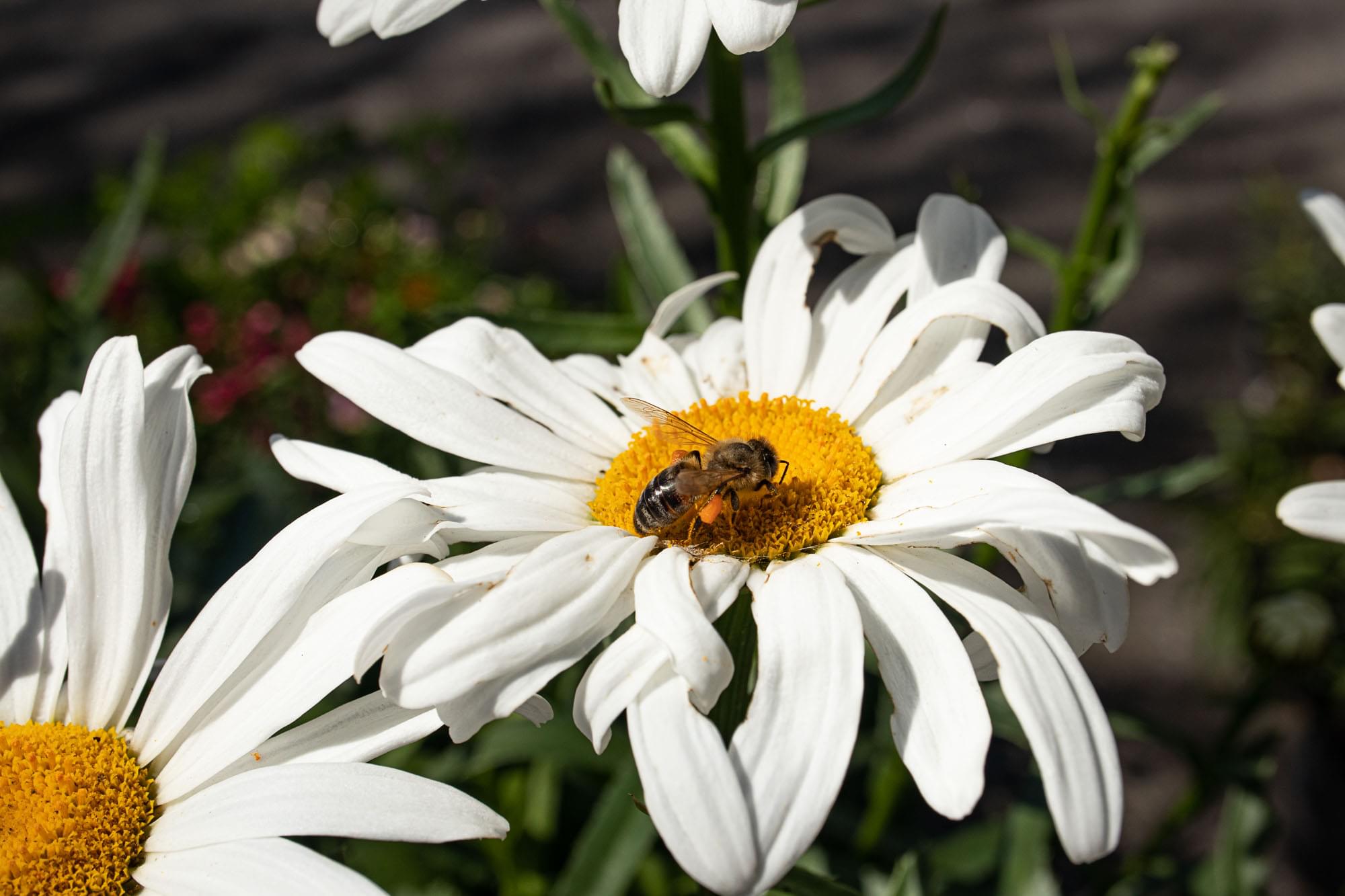 Daisy Guide: Types of Daisies for Central Florida & Look-Alikes ...