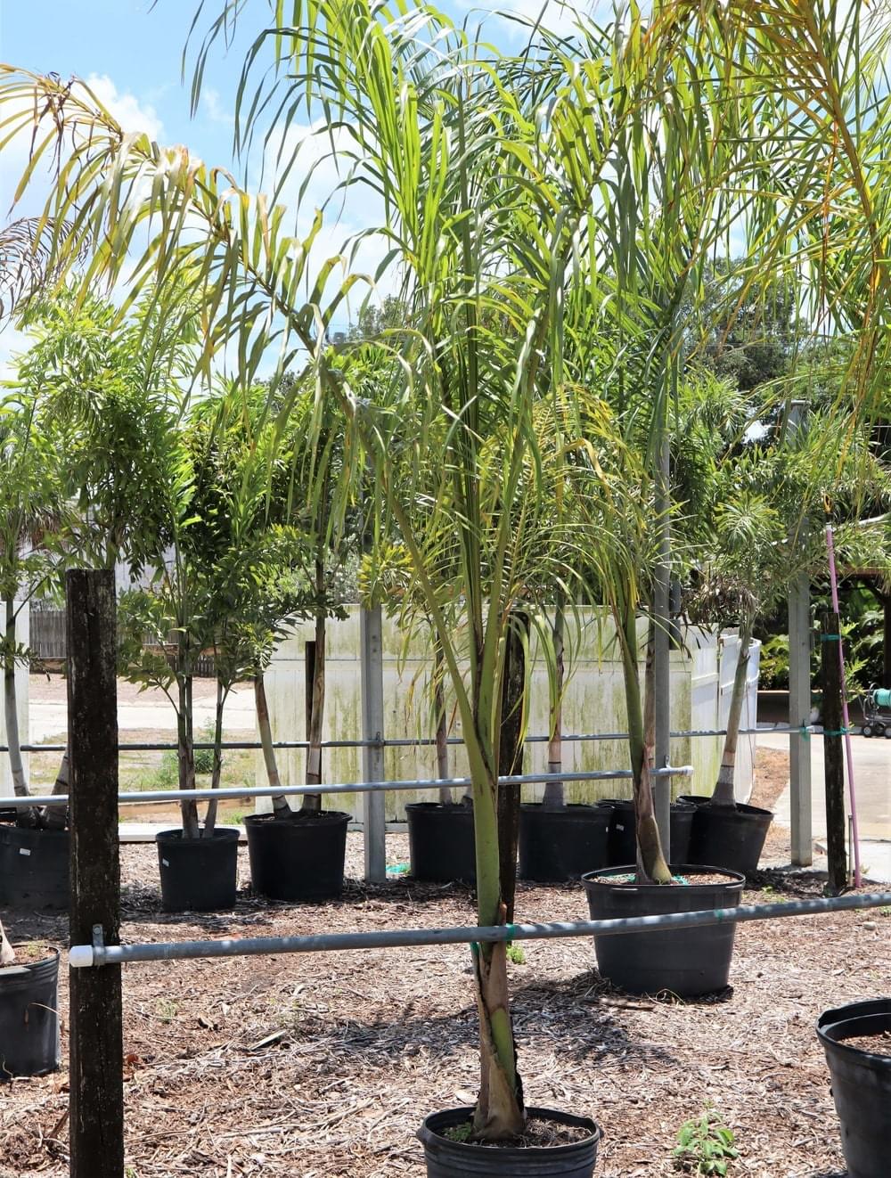 Growing Palms in Florida: A Comprehensive Guide