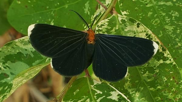 Central Florida Moth Guide - Rockledge Gardens