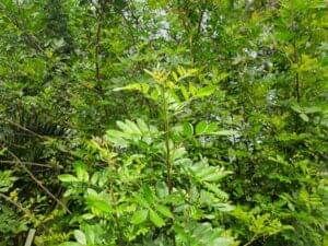 Invasive Plants + Pests in Florida: What You Need to Know - Rockledge ...
