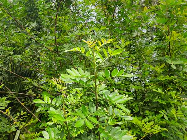 Invasive Plants + Pests in Florida: What You Need to Know - Rockledge ...