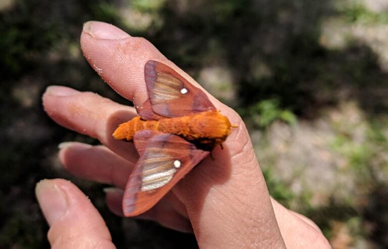 Central Florida Moth Guide - Rockledge Gardens