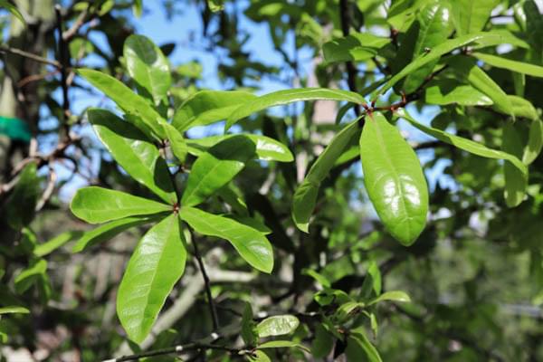 Central Florida Moth Guide - Rockledge Gardens