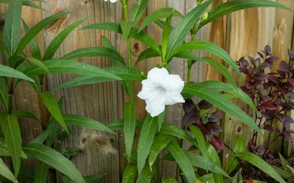 Invasive Plants + Pests in Florida: What You Need to Know - Rockledge ...