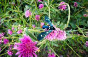 Central Florida Moth Guide - Rockledge Gardens