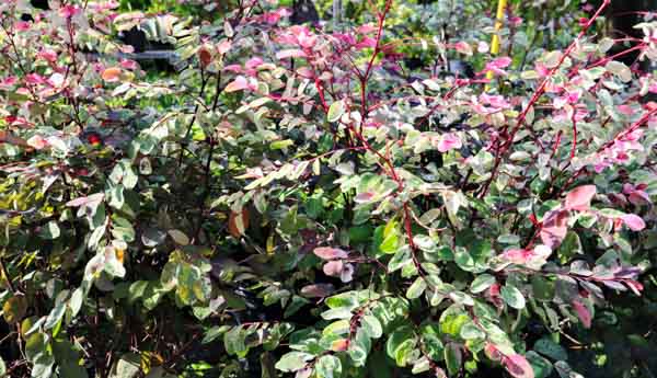 Central Florida Moth Guide - Rockledge Gardens