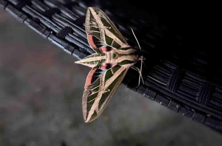 Central Florida Moth Guide - Rockledge Gardens