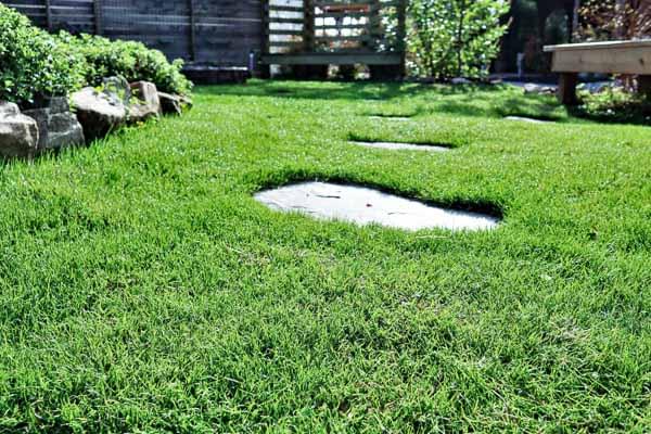 Florida Ground Cover Grasses Top Fall Plants For Enhancing Your