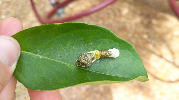 Caterpillar Control in Central Florida: Identifying Friends and Foes in ...