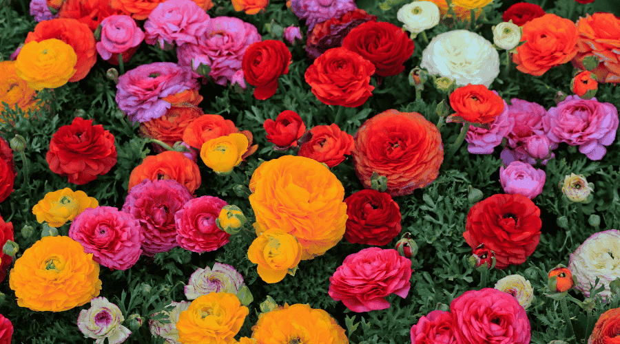 Bouquet Blog Series – Best Flowers for Your January Wedding - Rockledge ...