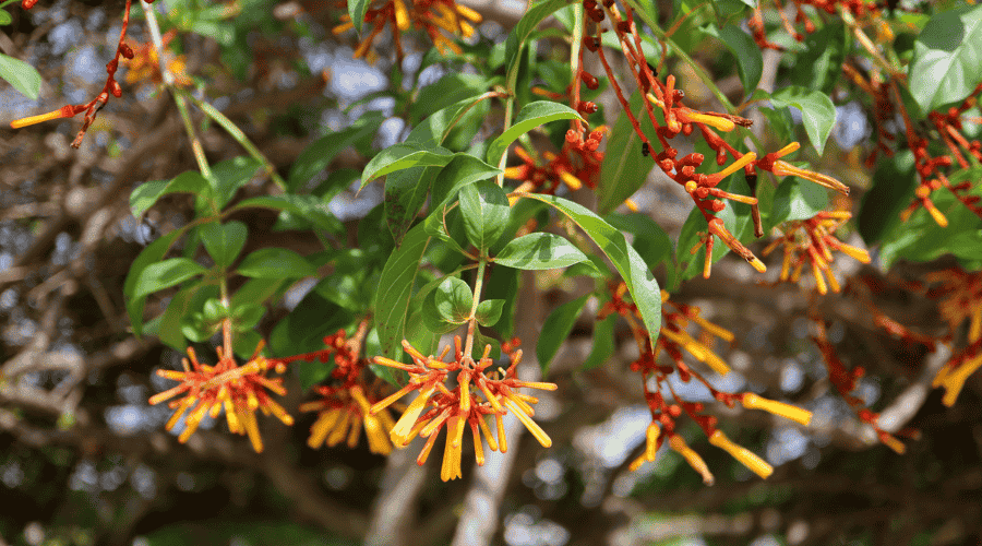 Safe Gardening for Your Pets: Florida-Friendly Plants That Won’t Harm ...