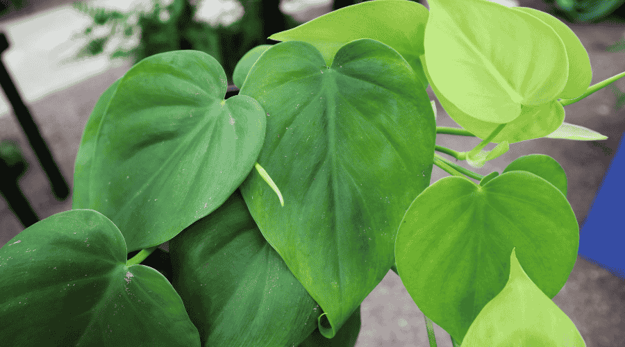 Ideal Indoor Jungle Tips - Rockledge Gardens