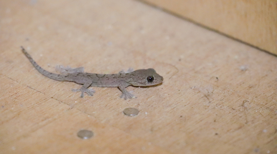 The Invasive Agama Lizard: What Florida Gardeners Should Know ...